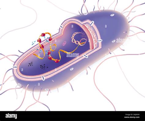 Model Transformation Cut Out Stock Images And Pictures Alamy