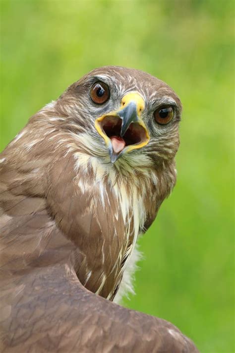 Brown Buzzard Stock Image Image Of Hawking Catcher 44971625