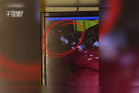 【福建】业主偶遇男子半夜抓流浪猫，男子表示物业要来抓 物业：没有接到抓流浪的通知