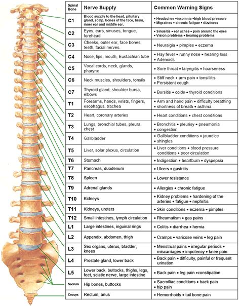 Spinal Nerve Chart Neurology Abba Humananatomy
