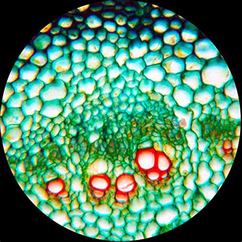 Amscope Ps100b Prepared Microscope Slide Set For Basic Biological