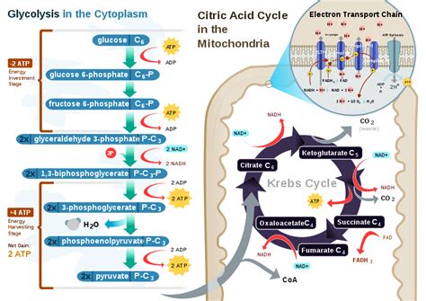 Macronutrient And Alcohol Metabolism Human Nutrition