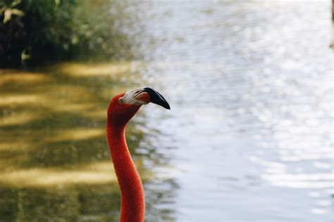 Pin On Animal Photo