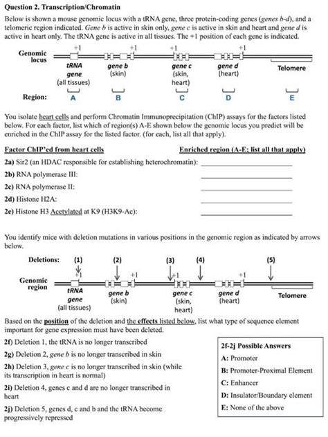 Solved Question 2 Transcriptionchromatin Below Is Shown A
