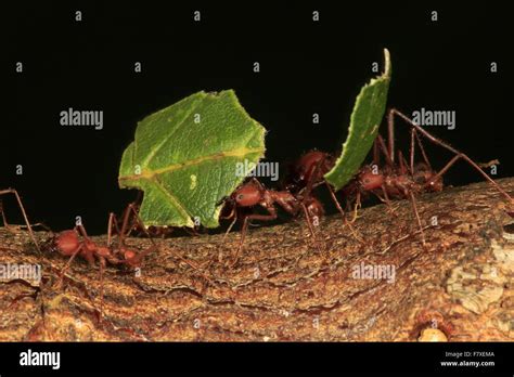 Leafcutter Ant Workers Hi Res Stock Photography And Images Alamy