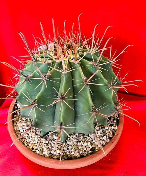 Ferocactus Wislizeni