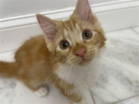 Cheeto Is Officially Bigger Than Her Sisters Rcheetothecat