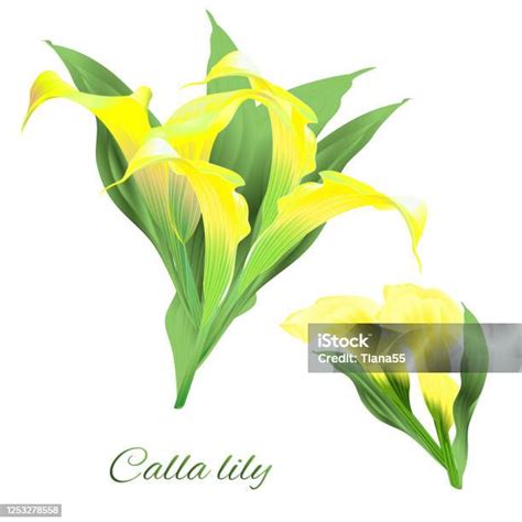 열대 꽃 꽃 배열 노란색 백합 칼라 세트 수채화 빈티지 벡터 일러스트 편집 가능 백합에 대한 스톡 벡터 아트 및 기타 이미지 백합 0명 꽃 나무 Istock