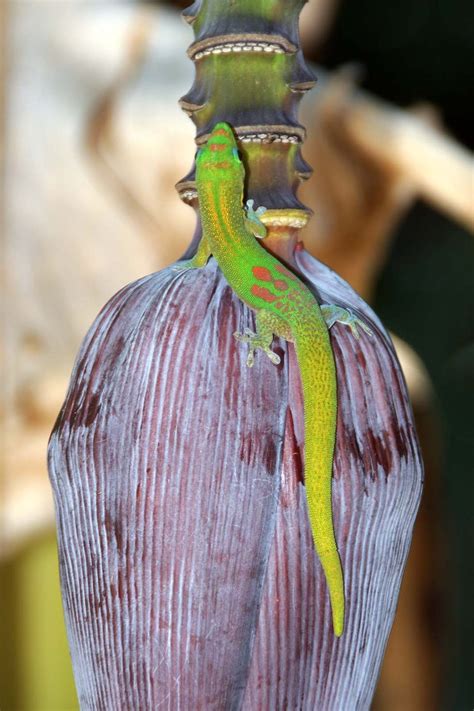 Comprehensive UV Index Table Exo Terra