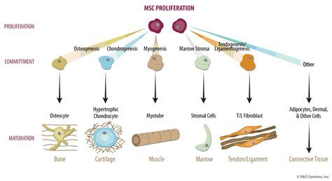 Improved Expansion Of Msc Without Loss Of Differentiation Potential R