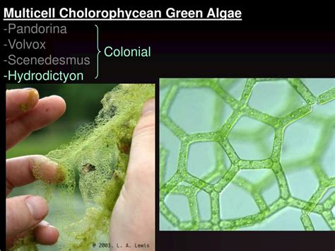 Ppt Multicell Cholorophycean Green Algae Pandorina Volvox Scenedesmus