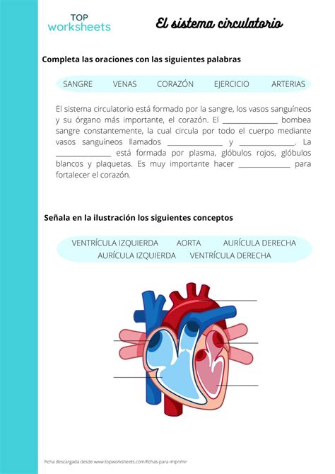 Corazón y aparato circulatorio ficha para imprimir TopWorksheets