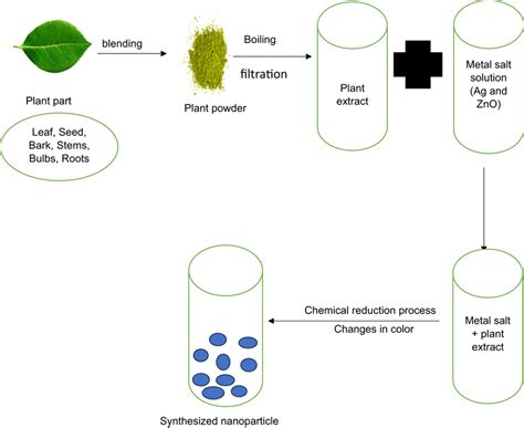 Schematic Representation Of Nanoparticle Synthesis Using Green Method Download Scientific