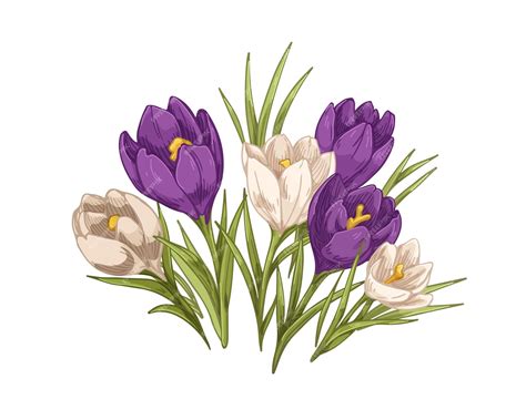 Crocus Sativus 식물학적 빈티지 현실적인 그림 봄 꽃 잎 야생 섬세한 꽃 식물 부드러운 야생화 자세한