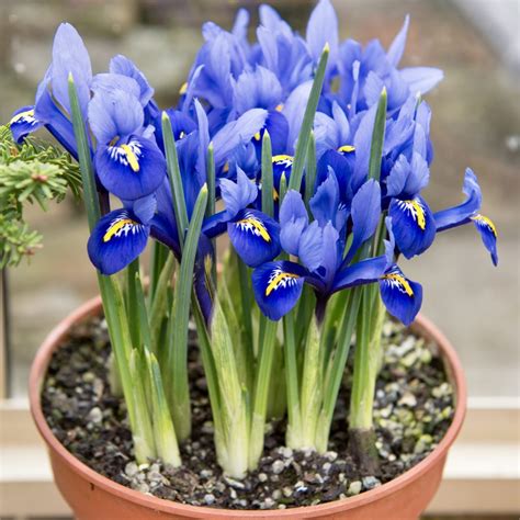 How To Store Iris Reticulata Bulbs At Jeffrey Gavin Blog
