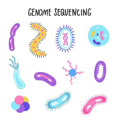 Nucleotide Drawings Illustrations Royalty Free Vector Graphics And Clip