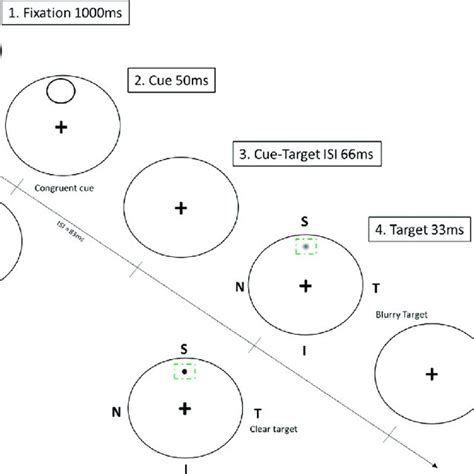 Temporal Sequence Of The Detection Acuity Task Detection Acuity Was