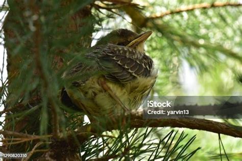 El Cría De Pájaros A La Luz Del Sol En Un Árbol En Ramas De Pino Foto De Stock Y Más Banco De