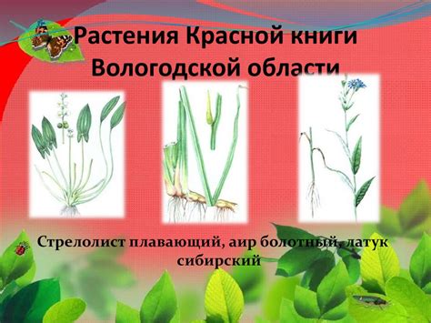 Красная книга Вологодской области презентация онлайн