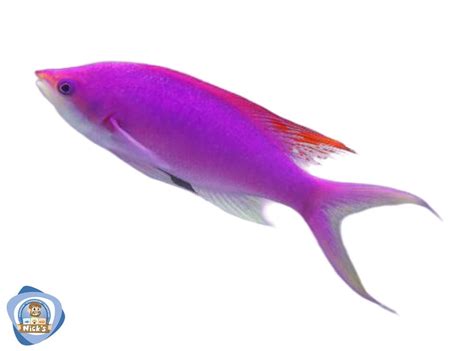Amethyst Anthias Pseudanthias Pascalus Nicks Aquarium Oceanarium