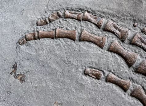 Amazing Fossil Reveals Turtle Like Scales On Jurassic Plesiosaur