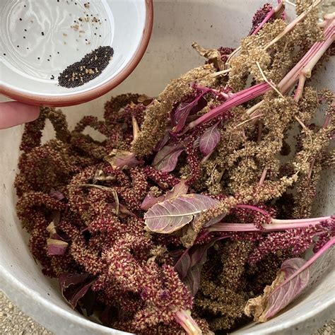 Red Amaranth Local Seeds