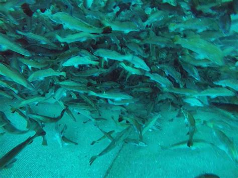 Fish Detection Instance Segmentation Model By Fish Detection