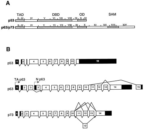 A Schematic Representation Of The Structure Of P53 P63 And P73 The Download Scientific
