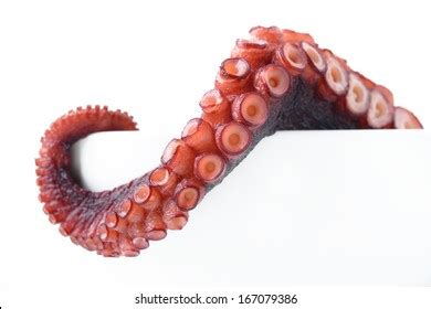 Tentacles Octopus Stock Photo Edit Now 169439195