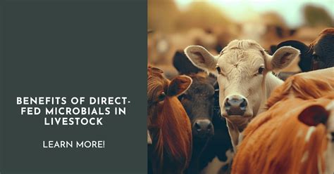 Top 7 Benefits Of Direct Fed Microbials In Livestock Pangoo