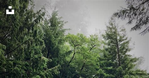 숲의 나무 사진 Unsplash의 무료 숲 이미지