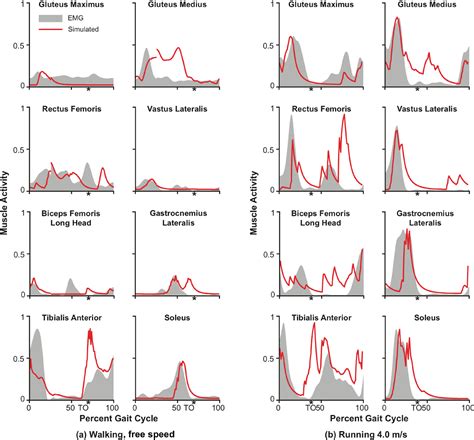 Figure 5 From Full Body Musculoskeletal Model For Muscle Driven