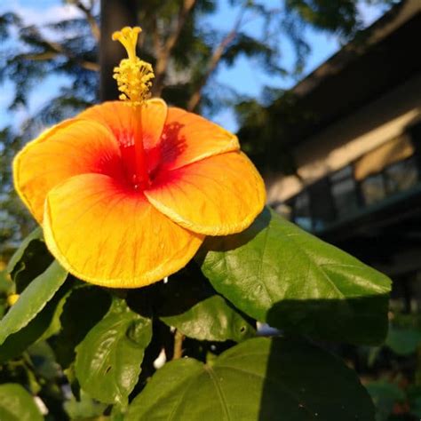 LG V20 Review GadgetMatch