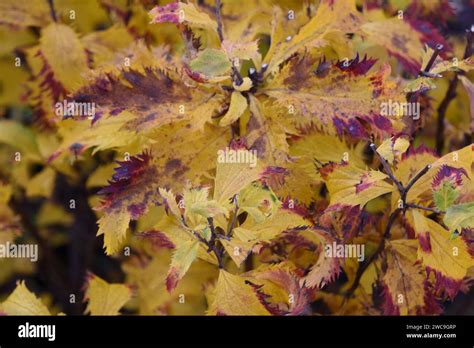 Une Image En Couleur Pouvant Servir De Texture Stock Photo Alamy