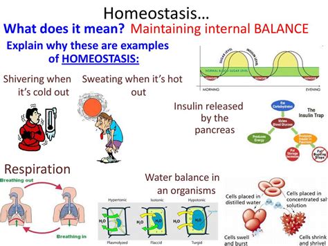 Eoc Final Review Ppt Download