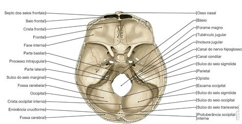 Anatomia Posterior Do Cranio Crânio Tc Anatomia Normal E Anatomy