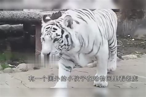 黑豹想从背后偷袭饲养员饲养员配合表演秒转身黑豹尴尬了 黑豹 偷袭 表演