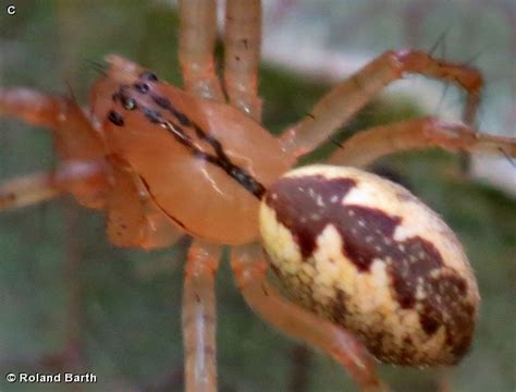 Hammock Spider Fontenelle Forest Nature Search Fontenelle Forest Nature Search