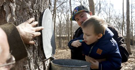 The Local Scene Learn How To Create Maple Syrup Directly From Trees In