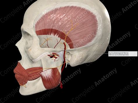 Auriculotemporal Nerve Complete Anatomy