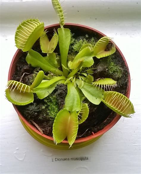 78 best Dionaea images on Pholder | Savage Garden, Carnivorousplants ...