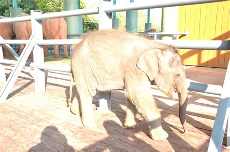 ၂၀၂၂ ခုနှစ်တွင် ပေါ်ထွန်းလာသော ဆင်ဖြူတော်ကလေး ရဋ္ဌနန္ဒက မိခင်ဆင်မကြီးနှင့်အတူ ကျန်းမာ ပျော်ရွှင