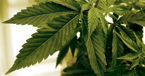 La Fda Recomendó La Reclasificación De La Marihuana Como Droga Y Avaló