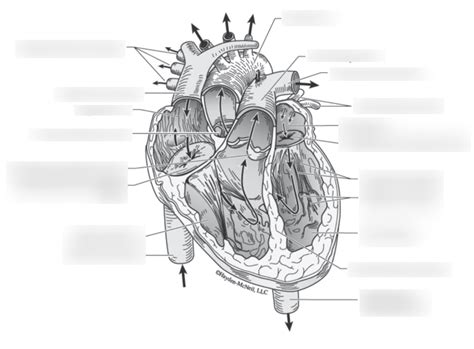 Biol 163 Heart Anatomy Diagram Quizlet