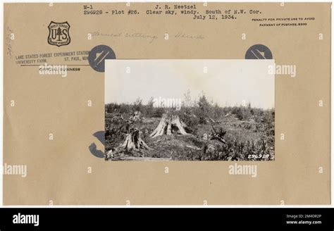 Timber Related Crops General Photographs Relating To National