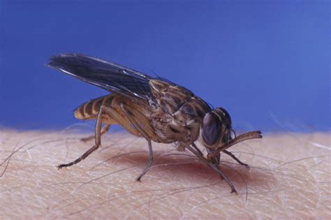 Top 7 Bugs That Feed On Humans