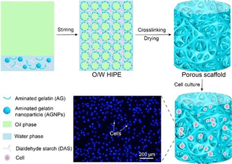 Bioactive Porous Protein Scaffolds Enabled By High Internal Phase Emulsion Templates