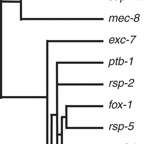 Hierarchical Clustering Of Splicing Factors Mutant Strains Isoform