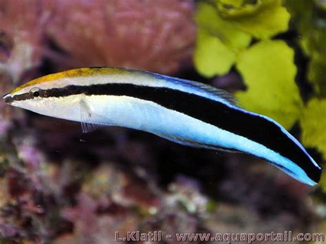 Labre Définition Et Explications