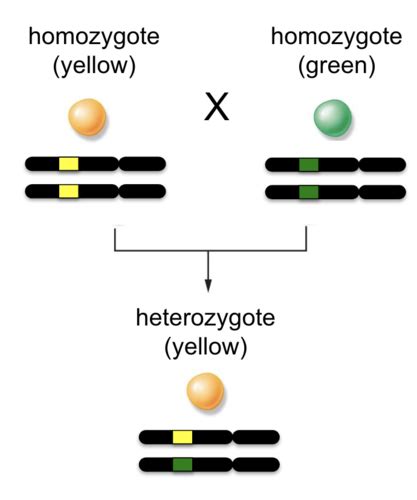 Chapter 4 Mendelian Genetics Flashcards Quizlet